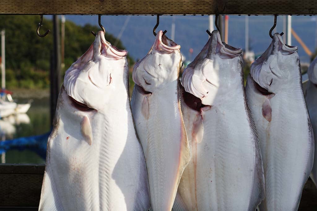 Halibut Fishing | Fin & Field