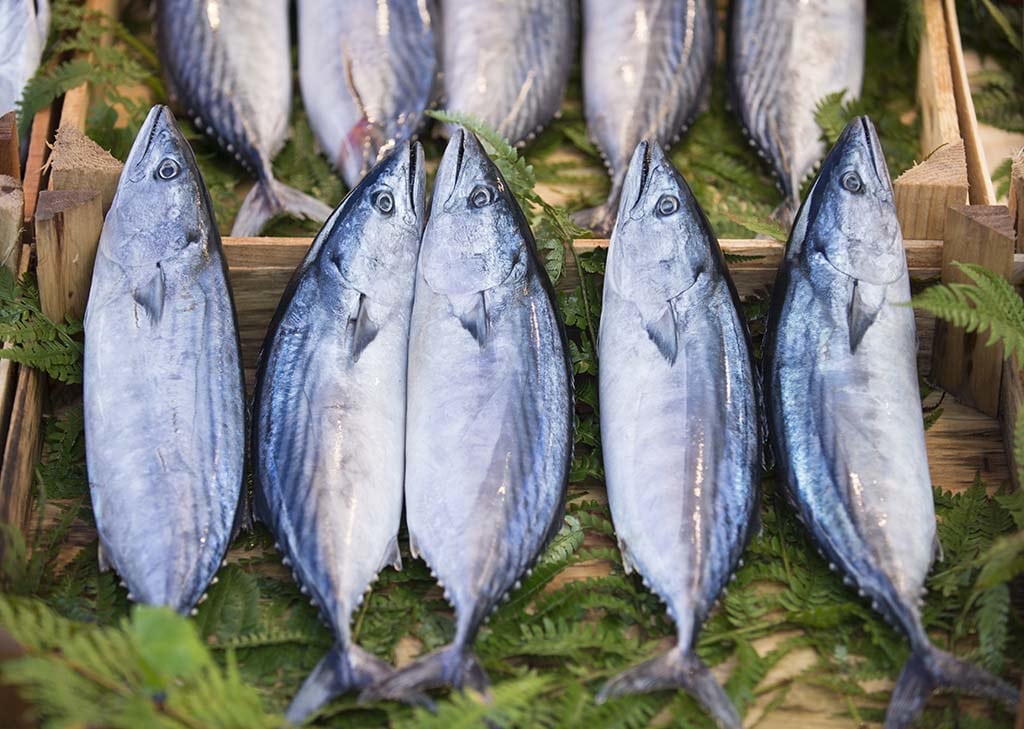 Bonito Fishing | Fin & Field