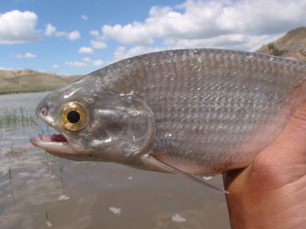 Goldeye Fishing | Fin & Field