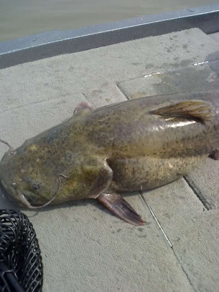 Flathead Catfish Fishing | Fin & Field