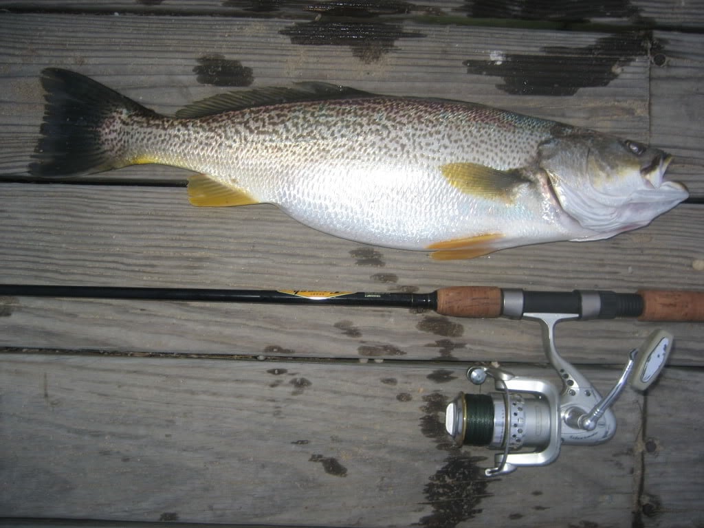 Sea Trout (Weakfish) Fishing | Fin & Field