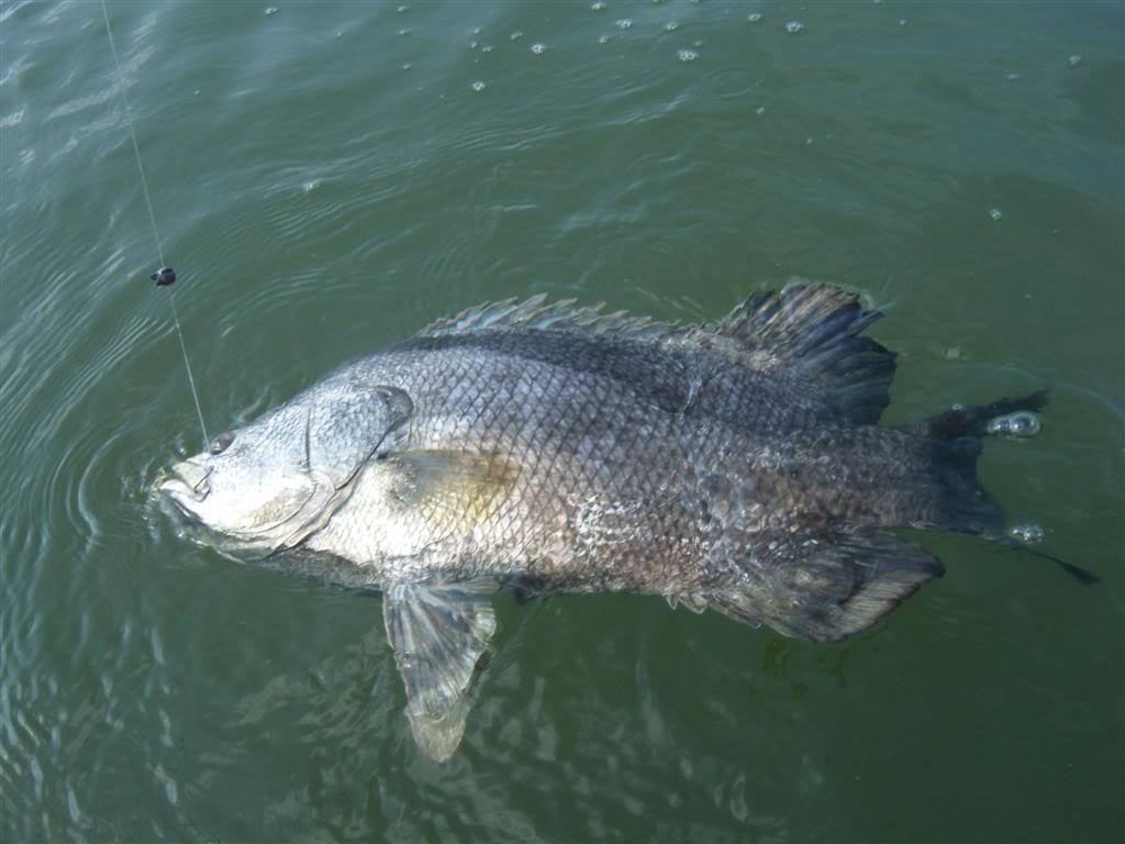 Tripletail Fishing | Fin & Field
