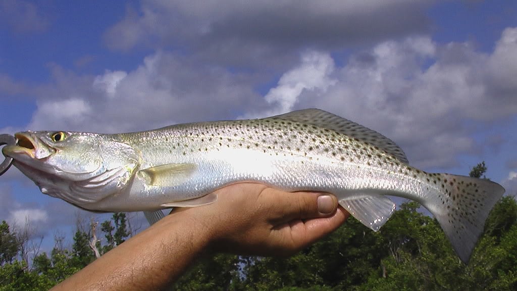 Spotted Seatrout Fishing | Fin & Field