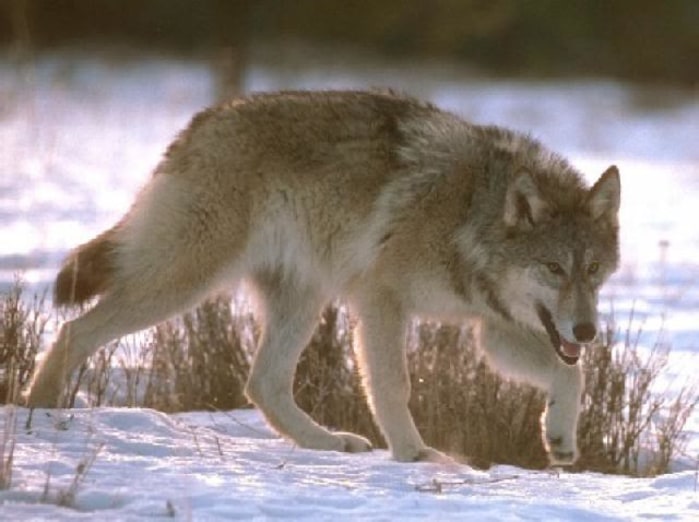Wolf Hunting | Fin & Field