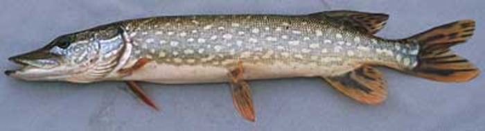 Northern Pike Fishing | Fin & Field