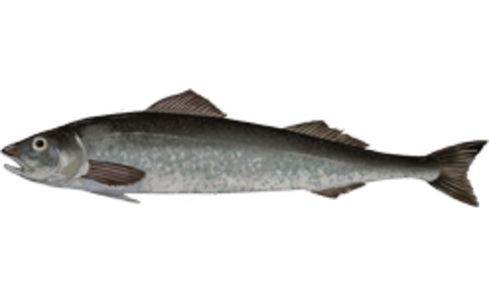 Sablefish (Black Cod) Fishing | Fin & Field