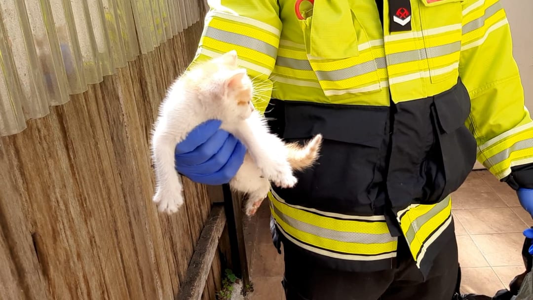 FRNSW firefighters rescue kitten stuck in cavity wall - VIDEO - Burwood ...