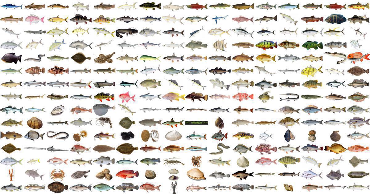 Kinds Of Fish