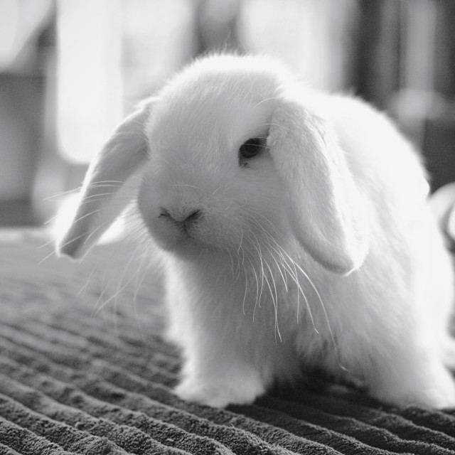 White fluffy bunny - License, download or print for £12.40 | Photos ...