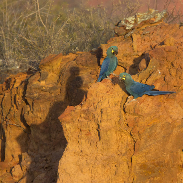 Birds from Rio and Rio 2 in real life blog №2