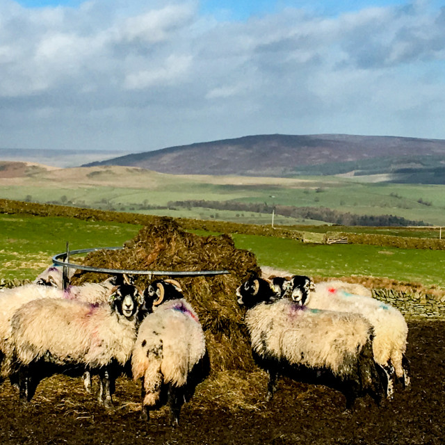 Purchase digital downloads and a range of printed products of Peter and ...