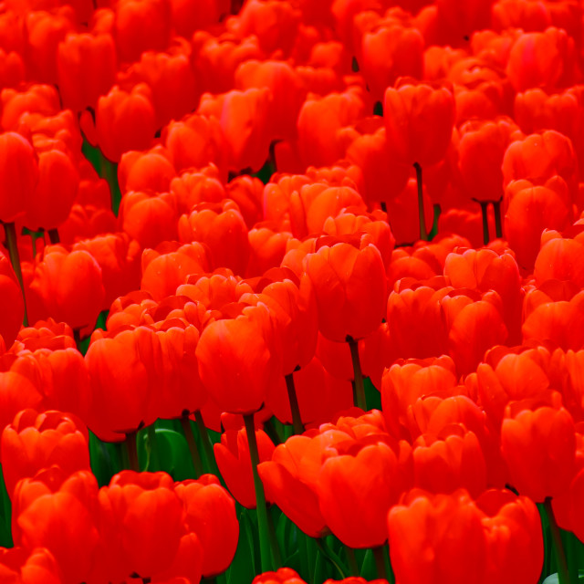 Tip Toe Through The Tulips, an album by Color Blind Pics Photography ...