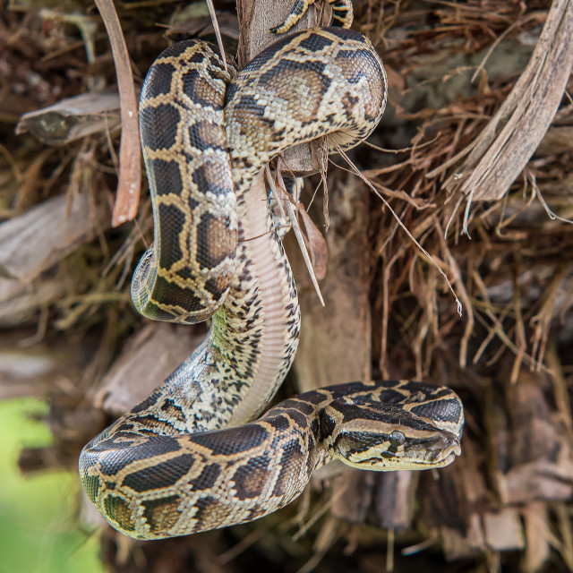 Burmese python in tree - License, download or print for £31.00 | Photos ...