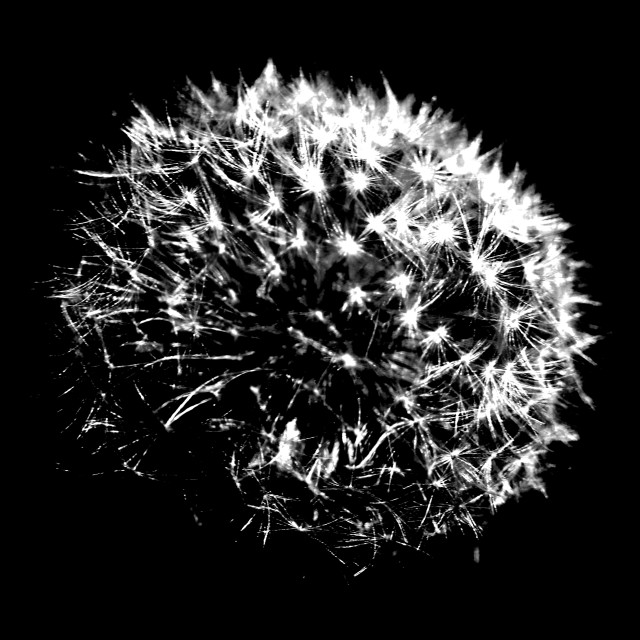 Plant Life, an album by Geoff Treagus - digital downloads, framed ...