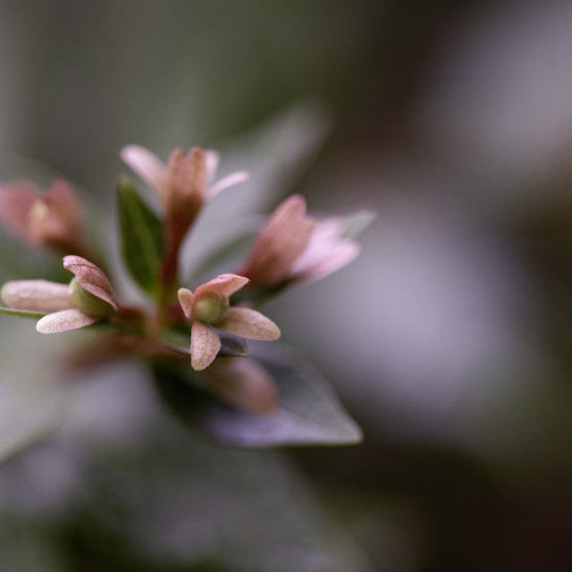 Bev Wilson Photography - digital downloads & prints