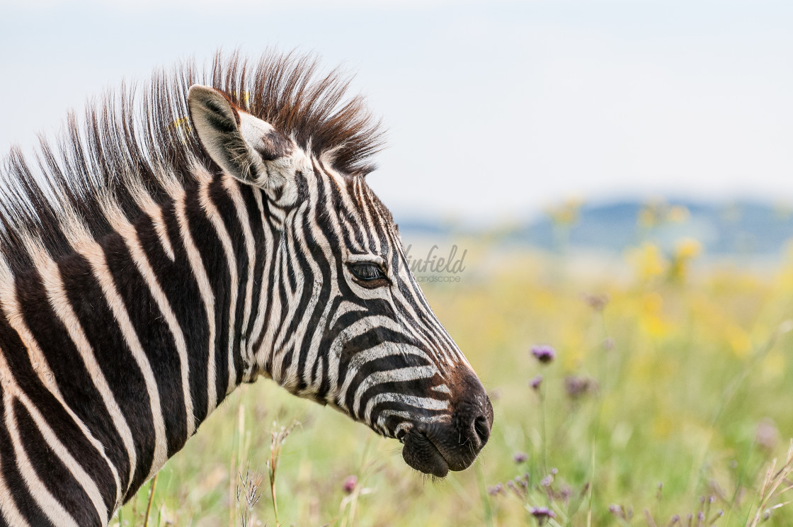 Purchase digital downloads and a range of printed products of Tyrone ...