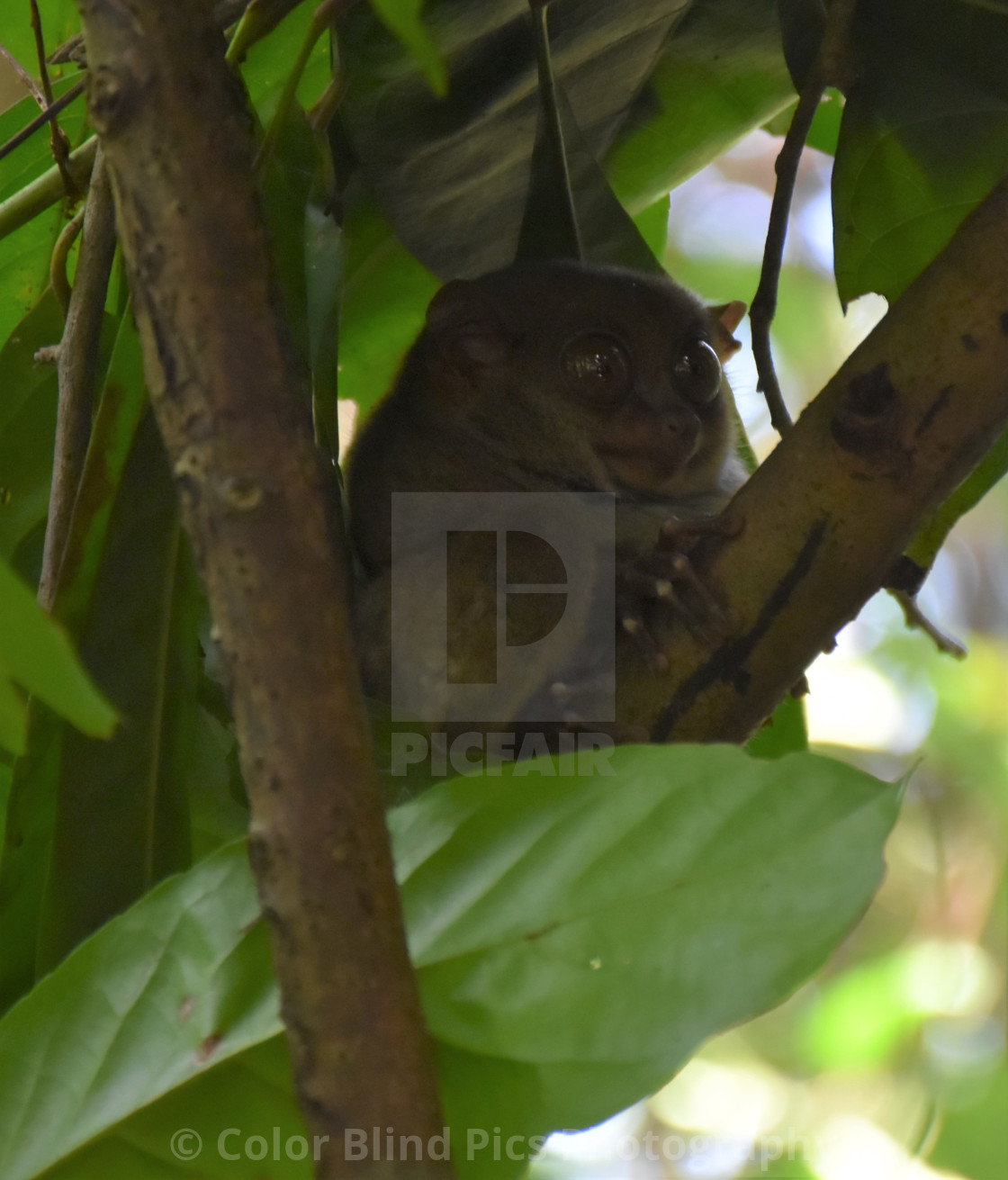 Philippine Tarsier by Color Blind Pics Photography - buy prints ...