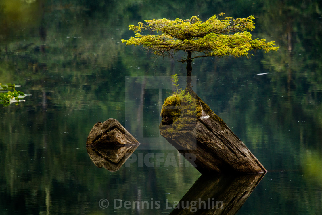 Scenic Landscapes, an album by Dennis Laughlin - digital downloads ...