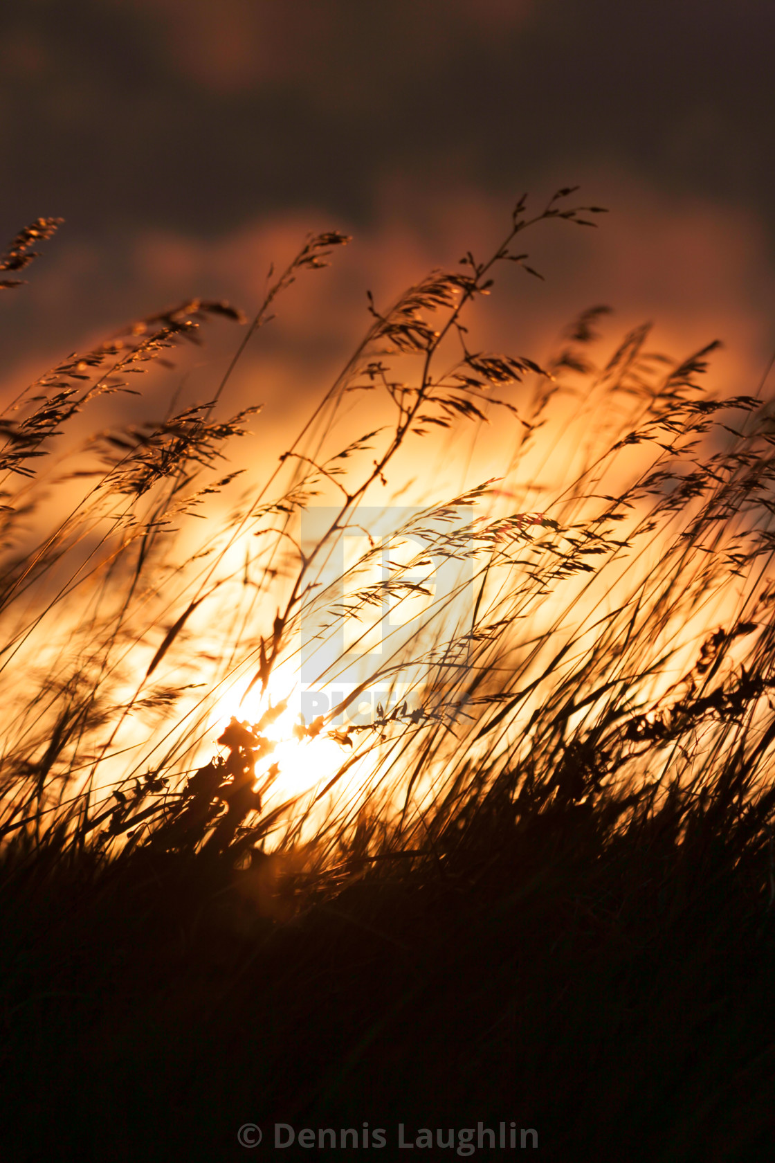 Scenic Landscapes, an album by Dennis Laughlin - digital downloads ...