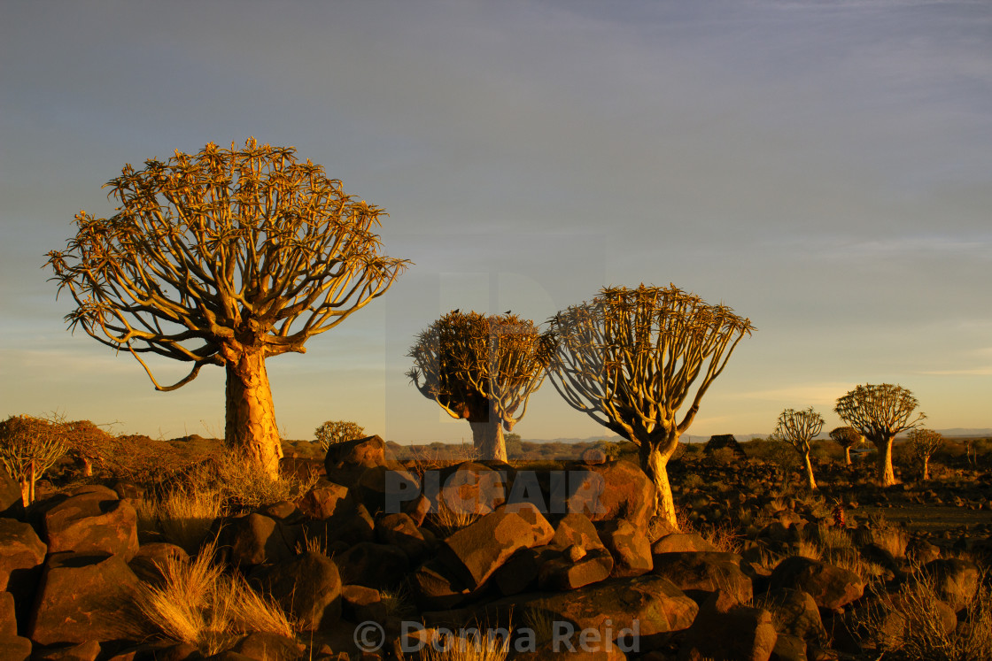 Namibia by Donna Reid - buy prints & digital downloads
