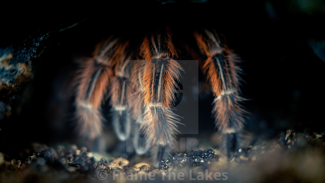 tarantula wallpaper iphone