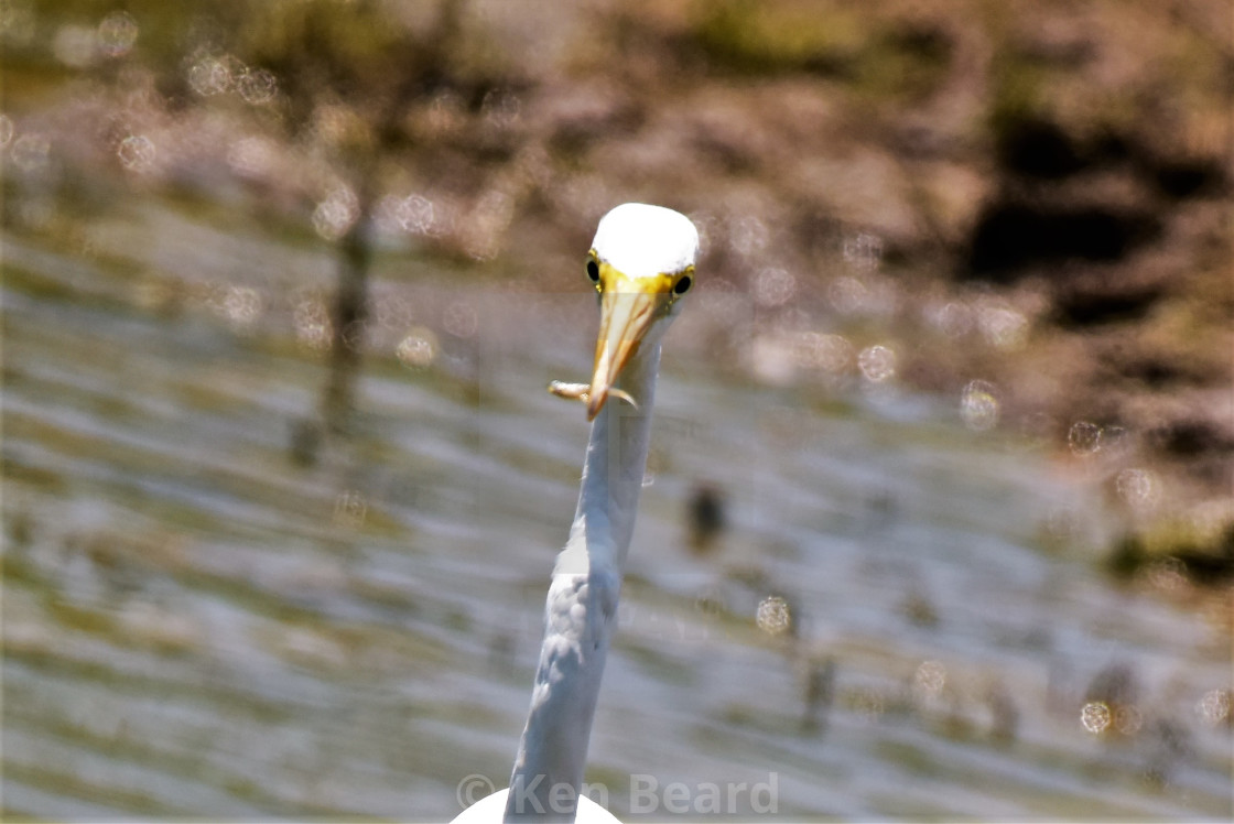 Ken Beard - digital downloads & prints