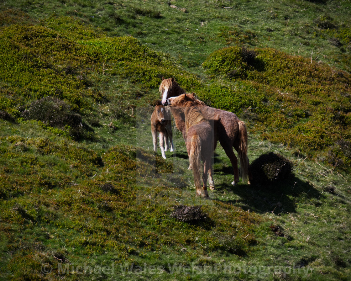 Michael Wales WelshPhotography - buy prints & digital downloads