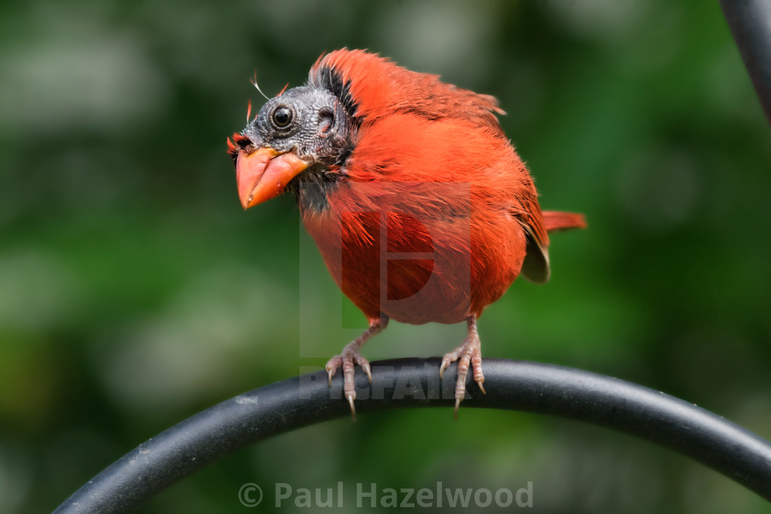 🔥 This Cardinal is a genetic anomaly called a Bilateral Gynandromorph ...