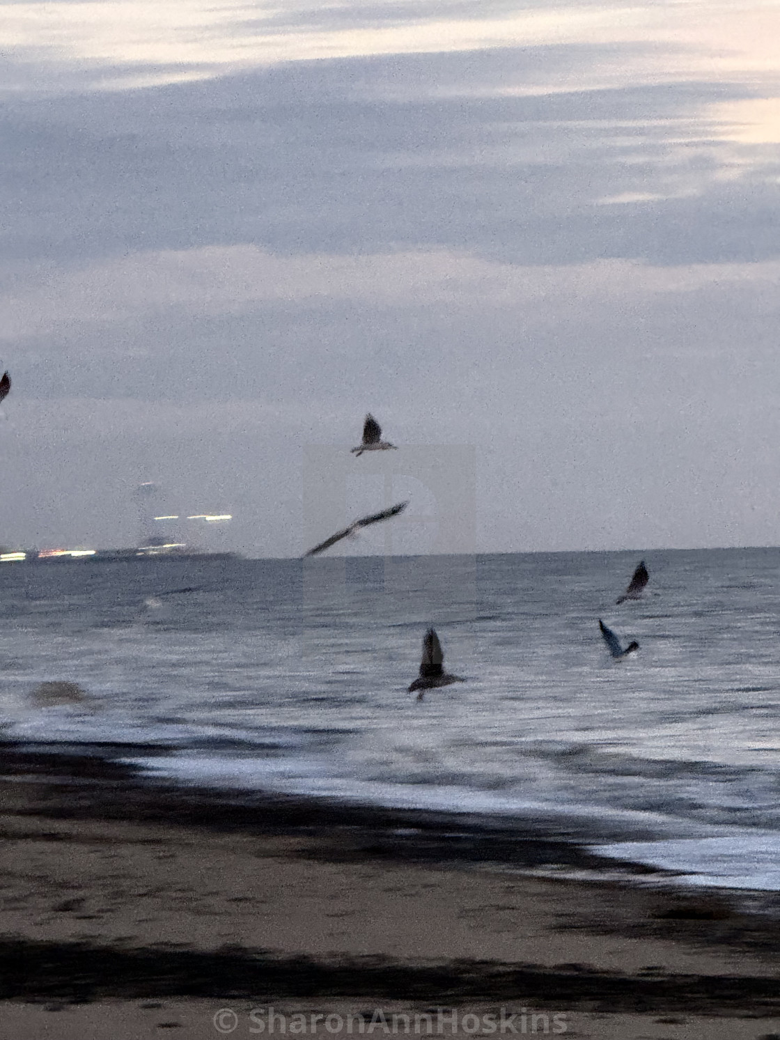 Morning mayhem by SharonAnnHoskins - buy prints & digital downloads