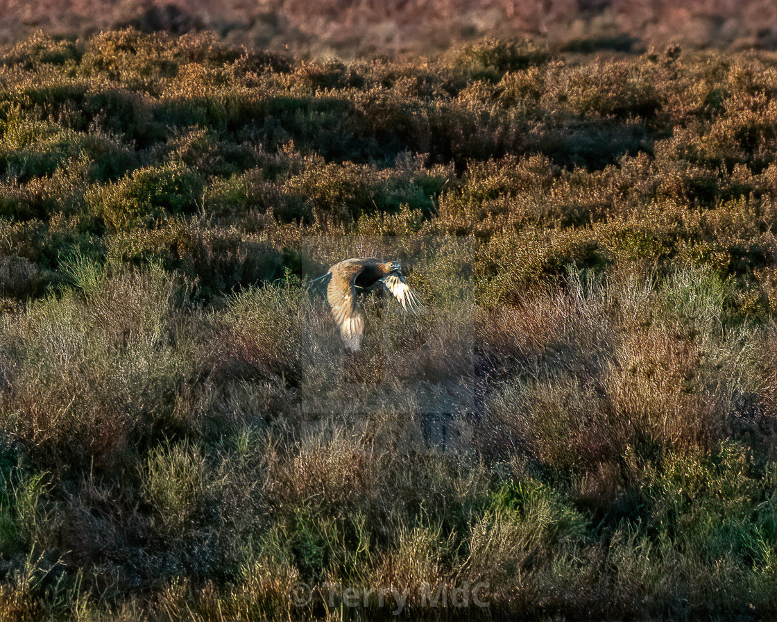 A Red Grouse in flight by Terry MdC - buy prints & digital downloads