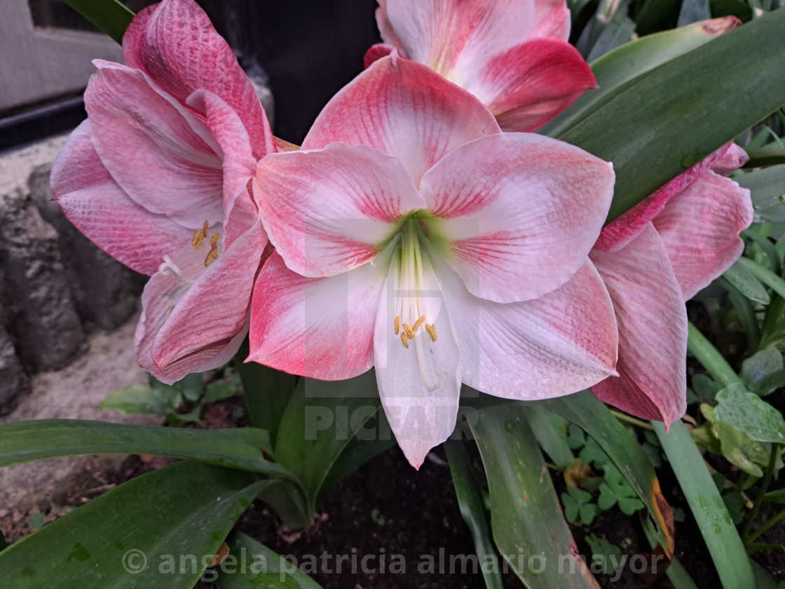 angela patricia almario mayor - digital downloads & prints