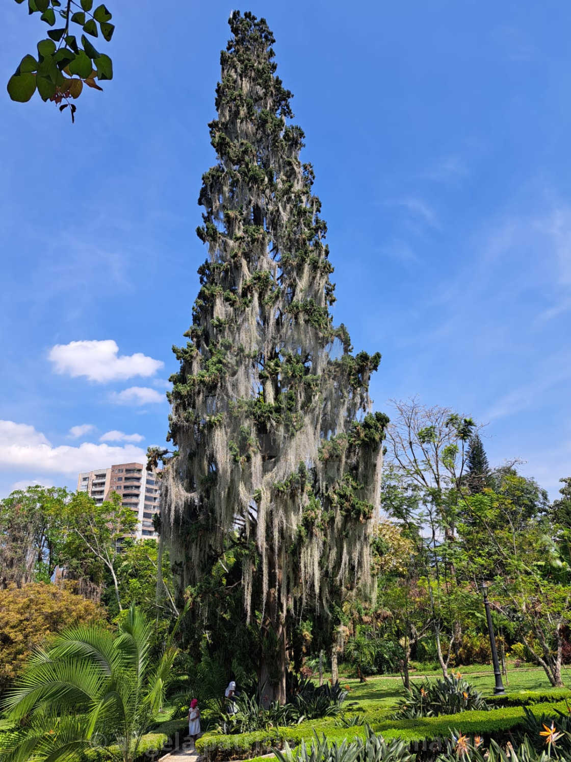 angela patricia almario mayor - digital downloads & prints