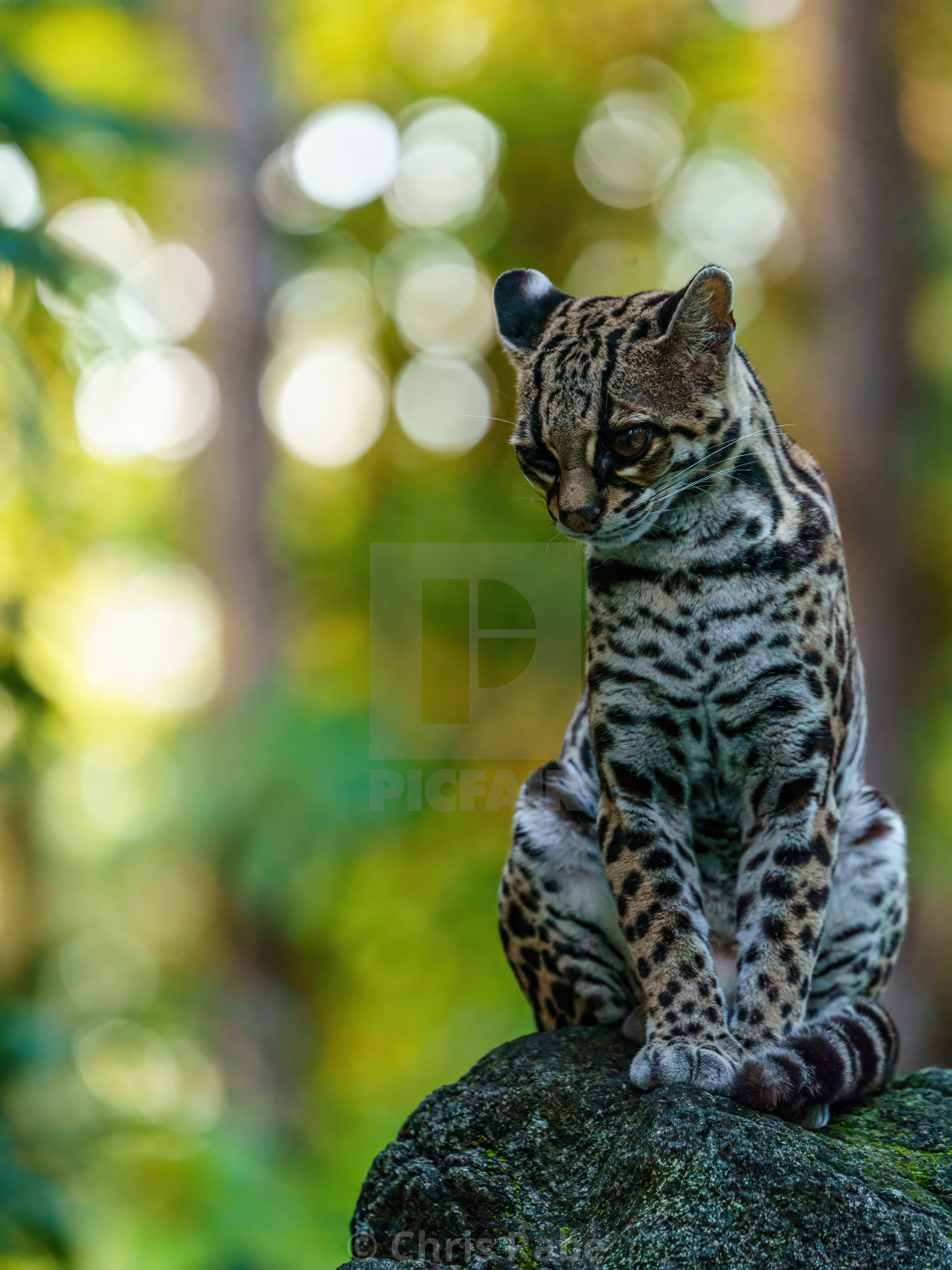 Purchase digital downloads and a range of printed products of Chris ...