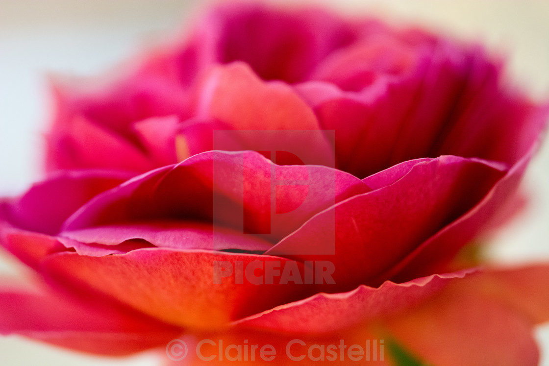 Claire Castelli - digital downloads & prints, powered by Picfair