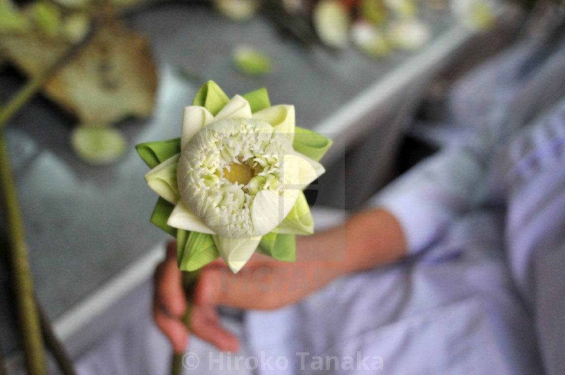 Lotus Flower In Thailand | Best Flower Site