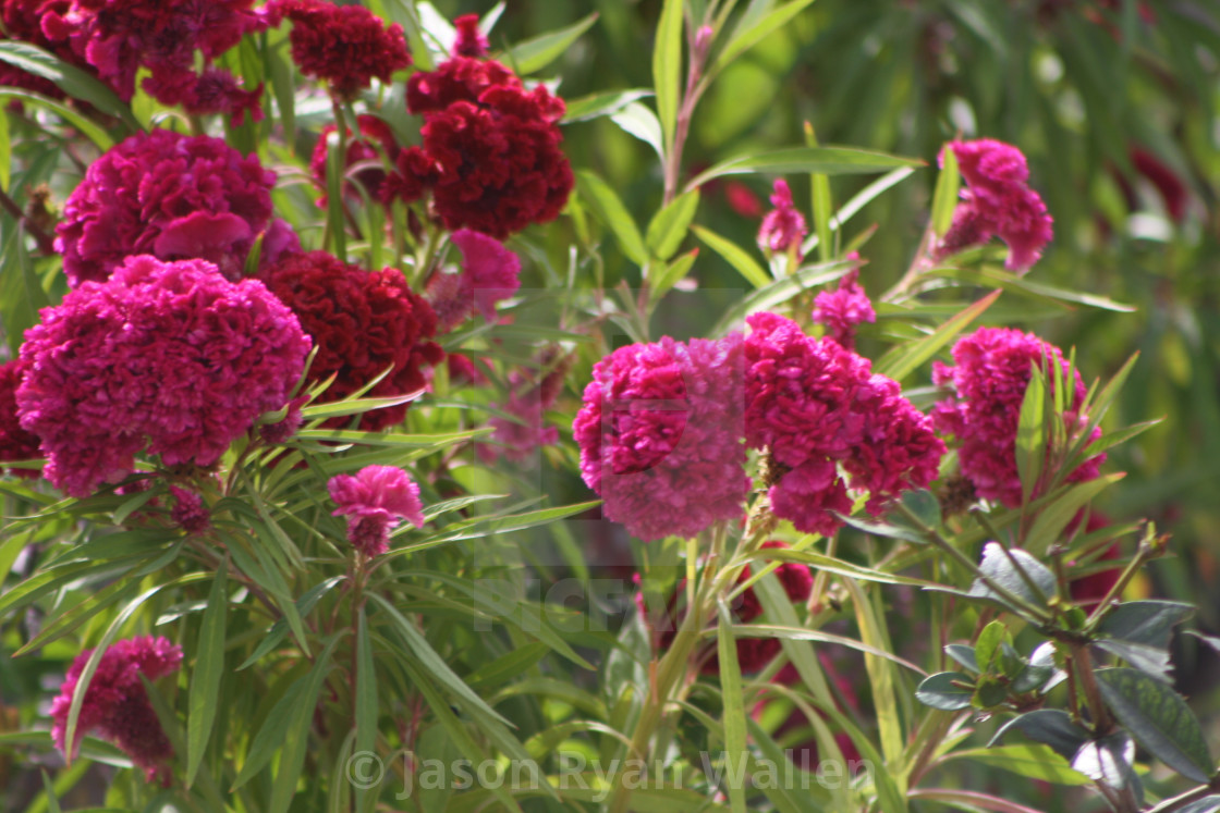 Flowers Native To Trinidad And Tobago | Best Flower Site