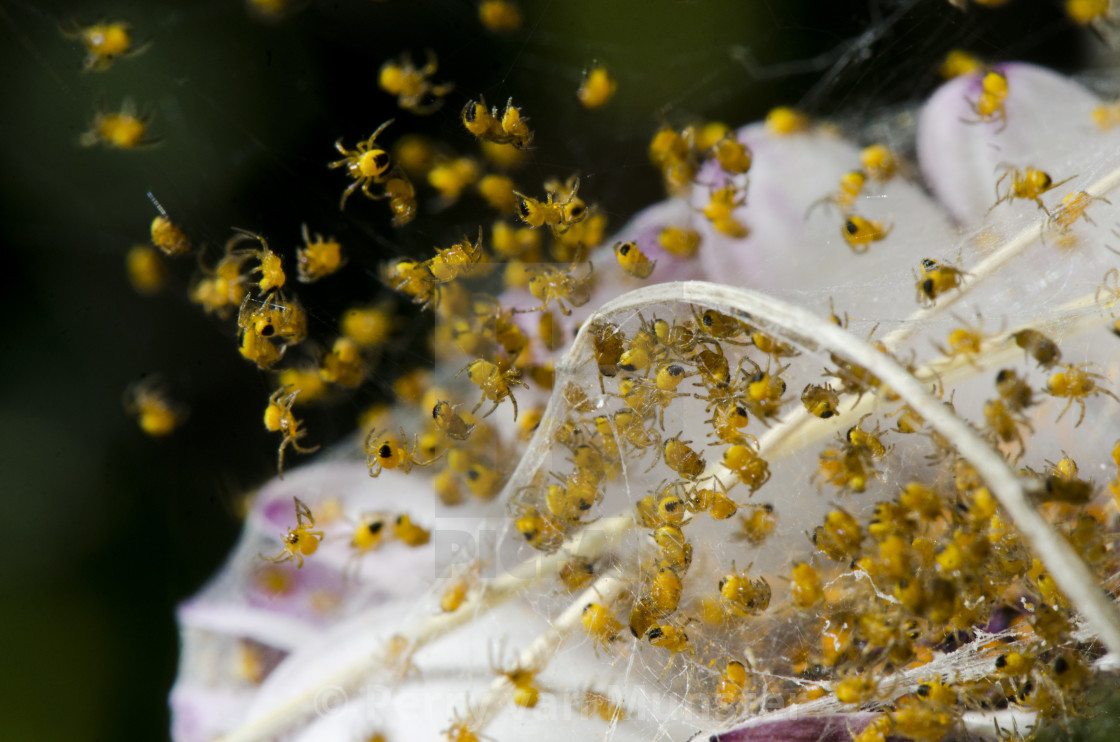 Baby Garden Spiders | Fasci Garden