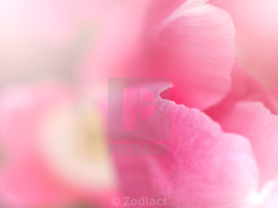 Free Soft Flower Background Images | Best Flower Site