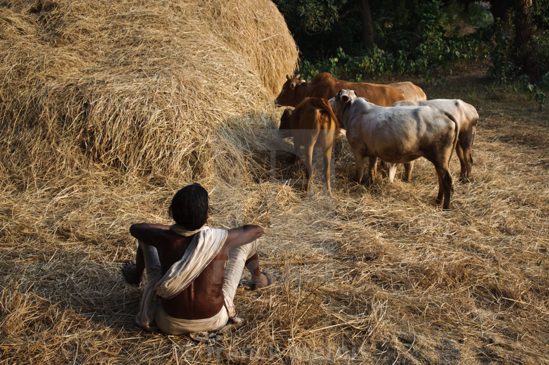 franck metois - digital downloads & prints, powered by Picfair