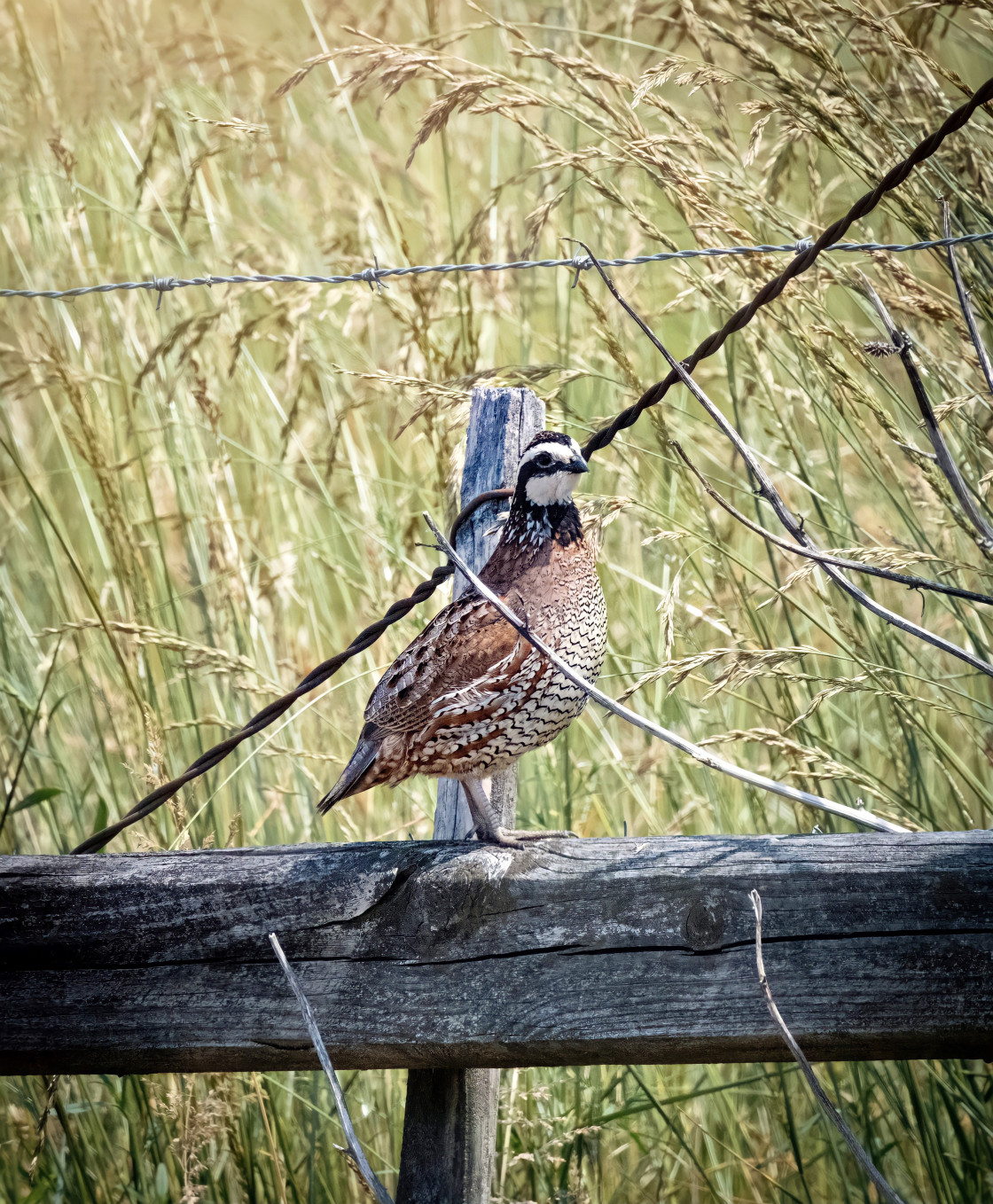 Erica Stapleton - digital downloads & prints