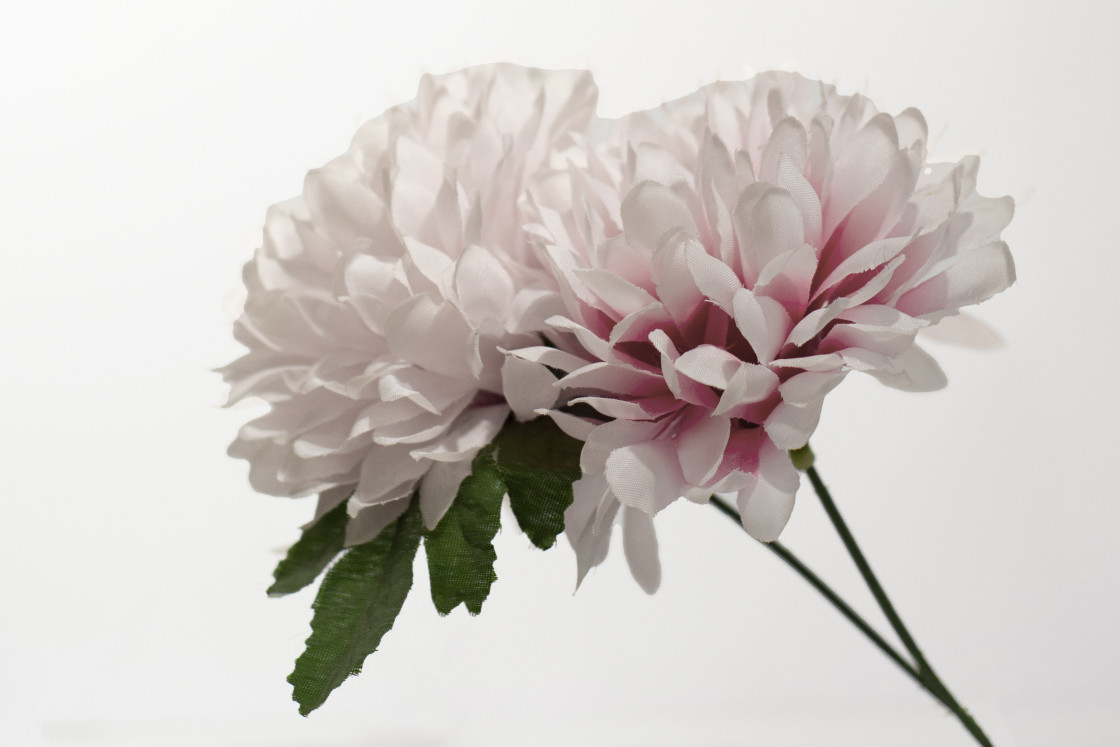 Bev Wilson Photography - digital downloads & prints