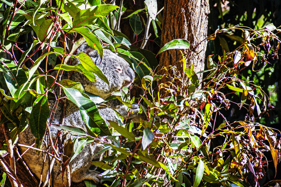 Bev Wilson Photography - digital downloads & prints