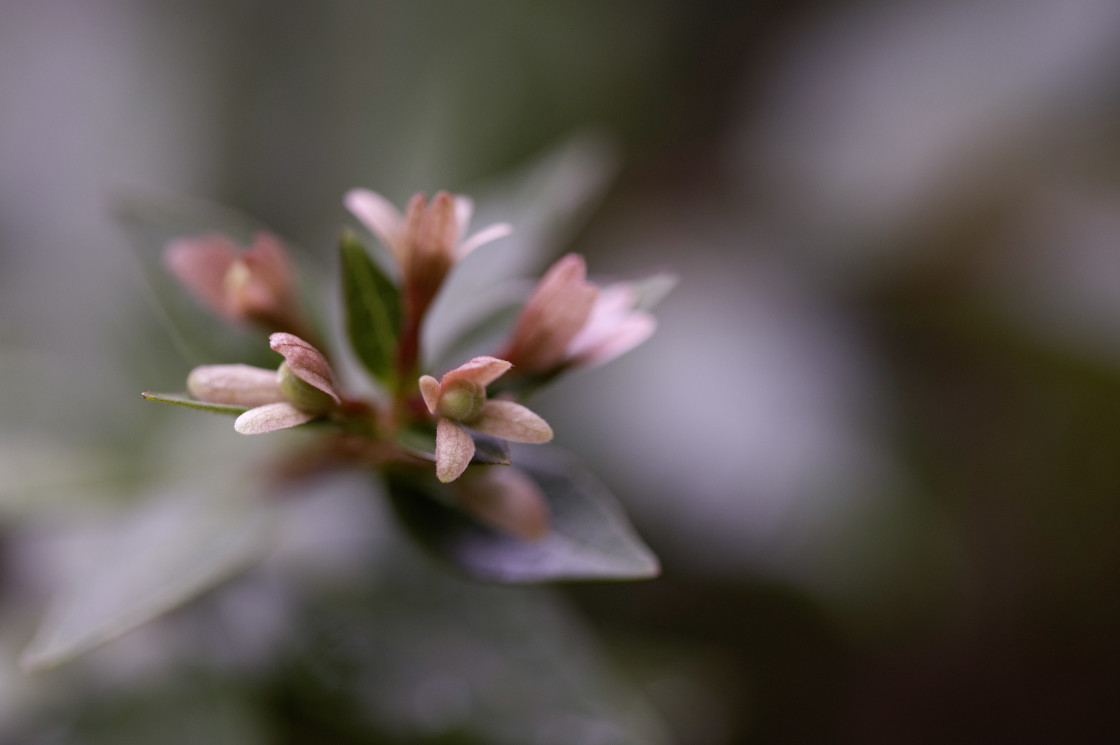 Bev Wilson Photography - digital downloads & prints