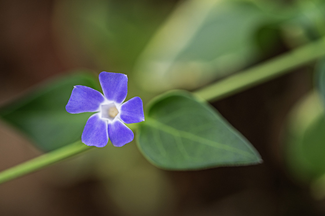 Bev Wilson Photography - digital downloads & prints