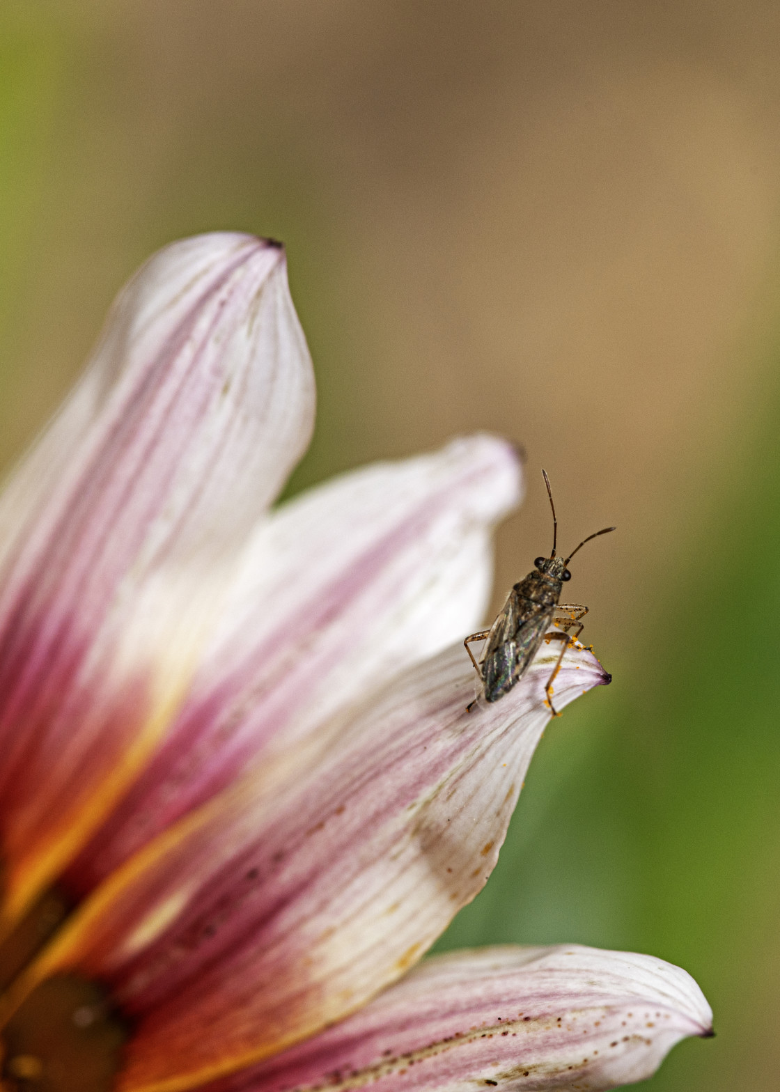 Bev Wilson Photography - digital downloads & prints
