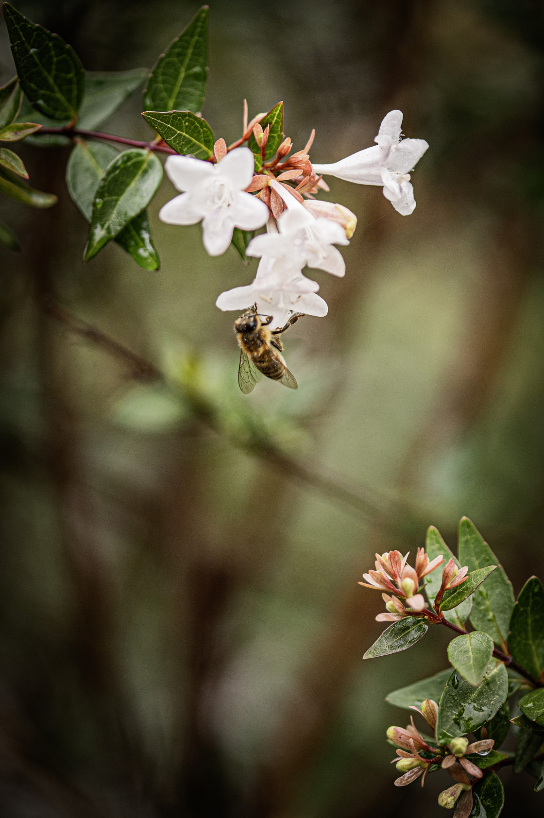 Bev Wilson Photography - digital downloads & prints