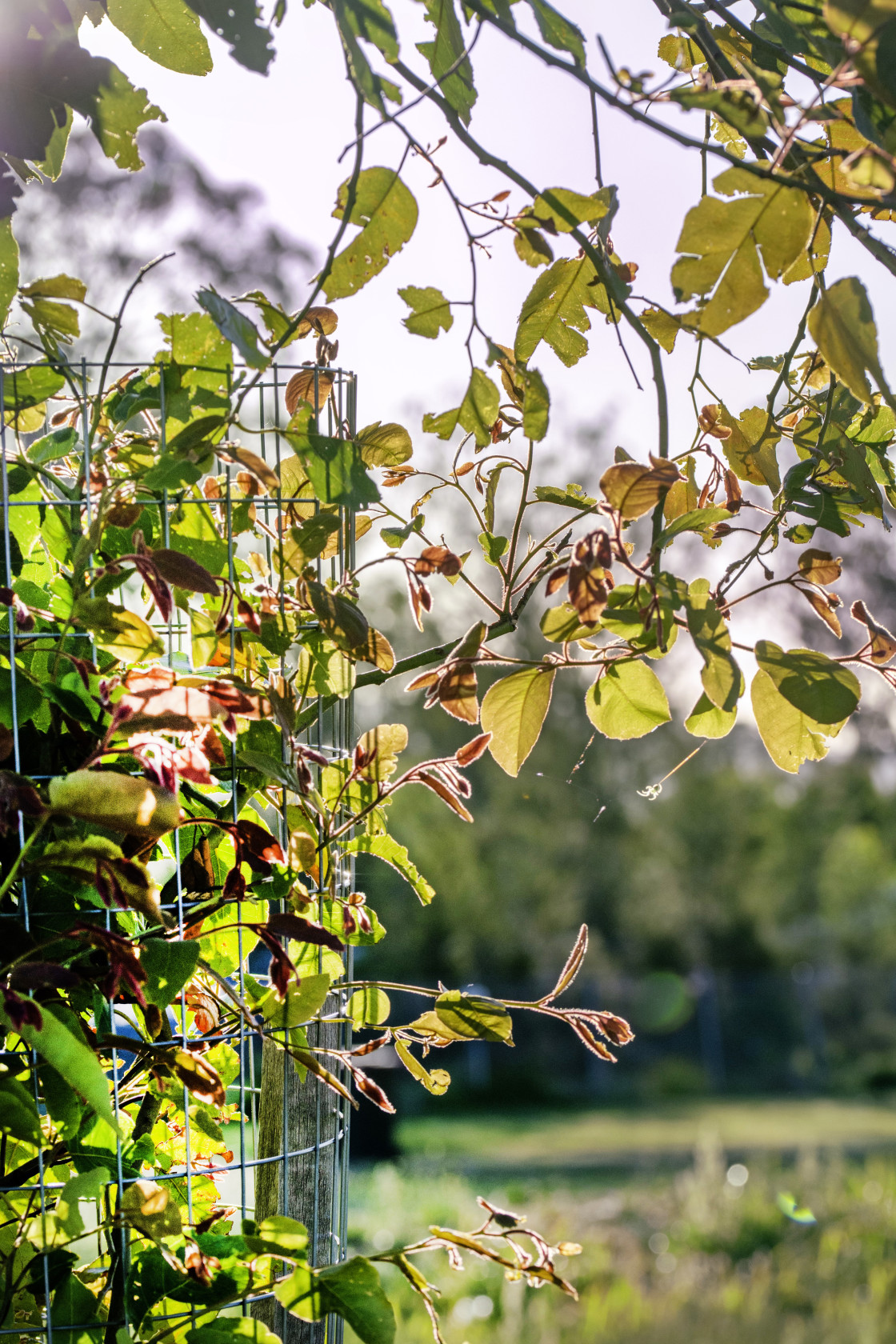 Bev Wilson Photography - digital downloads & prints