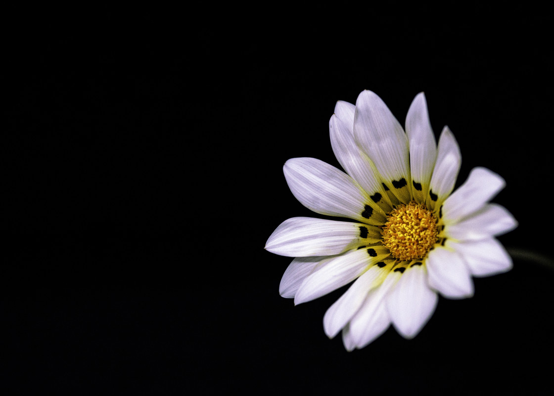 Bev Wilson Photography - buy prints & digital downloads
