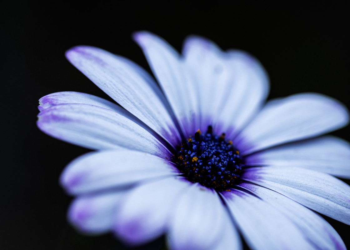 Bev Wilson Photography - digital downloads & prints