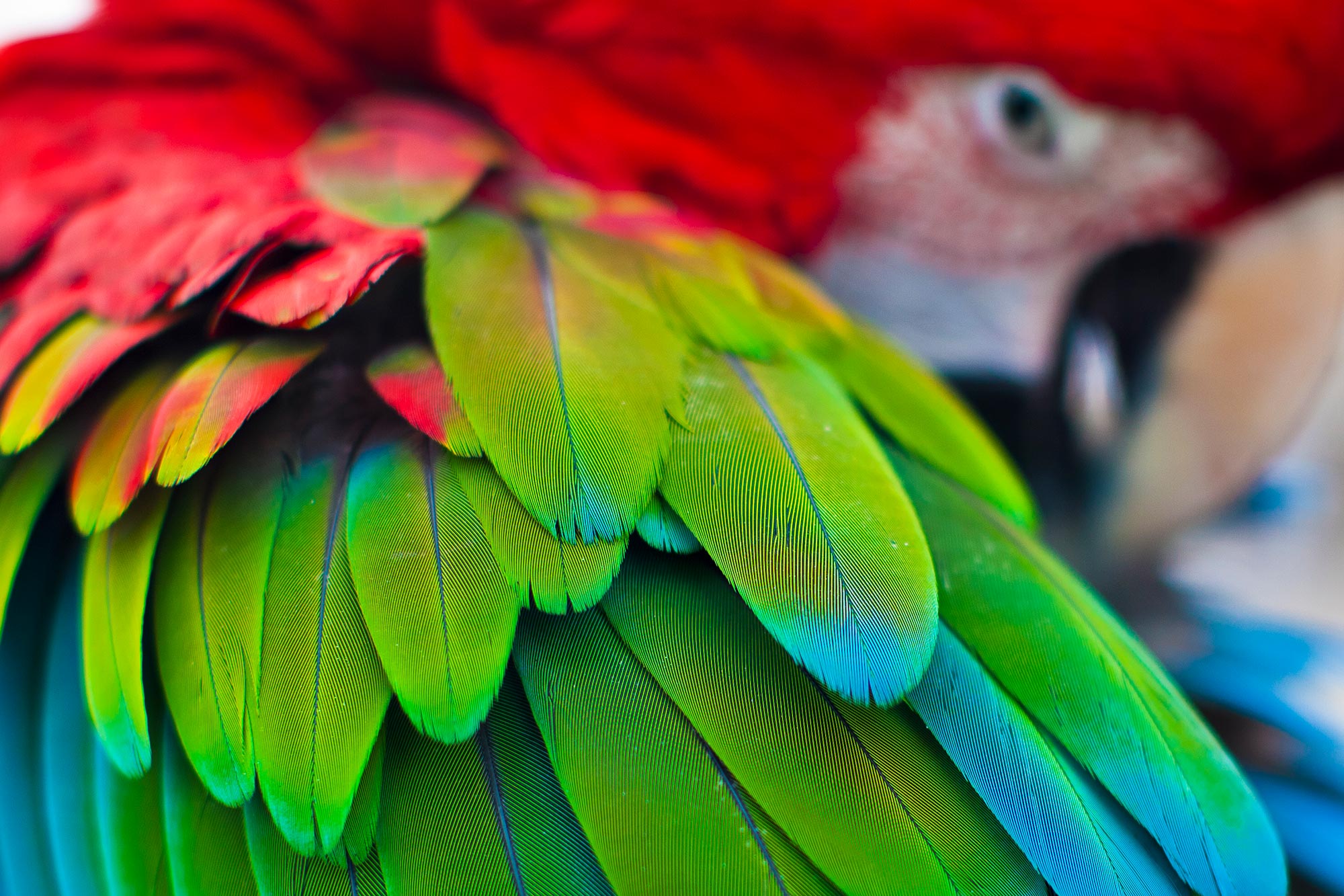 Picfair: Image Licensing Simplified